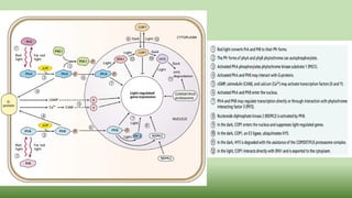Phytochrome Signaling Pathways in Plants (Deeba, SKUAST-K) | PPTX