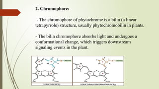 Phytochrome the given homework in your.pptx