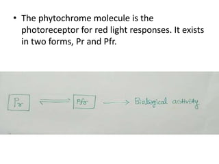 Phytochrome and cryptochrome | PPTX