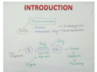 Phytochrome and cryptochrome | PPTX