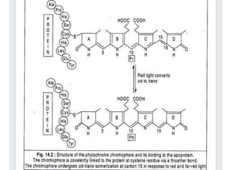 Phytochrome and cryptochrome | PPTX