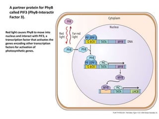 Phytochromes | PPTX