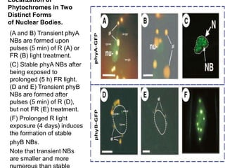 Phytochromes | PPTX
