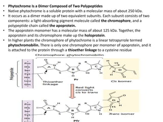 Phytochromes | PPTX