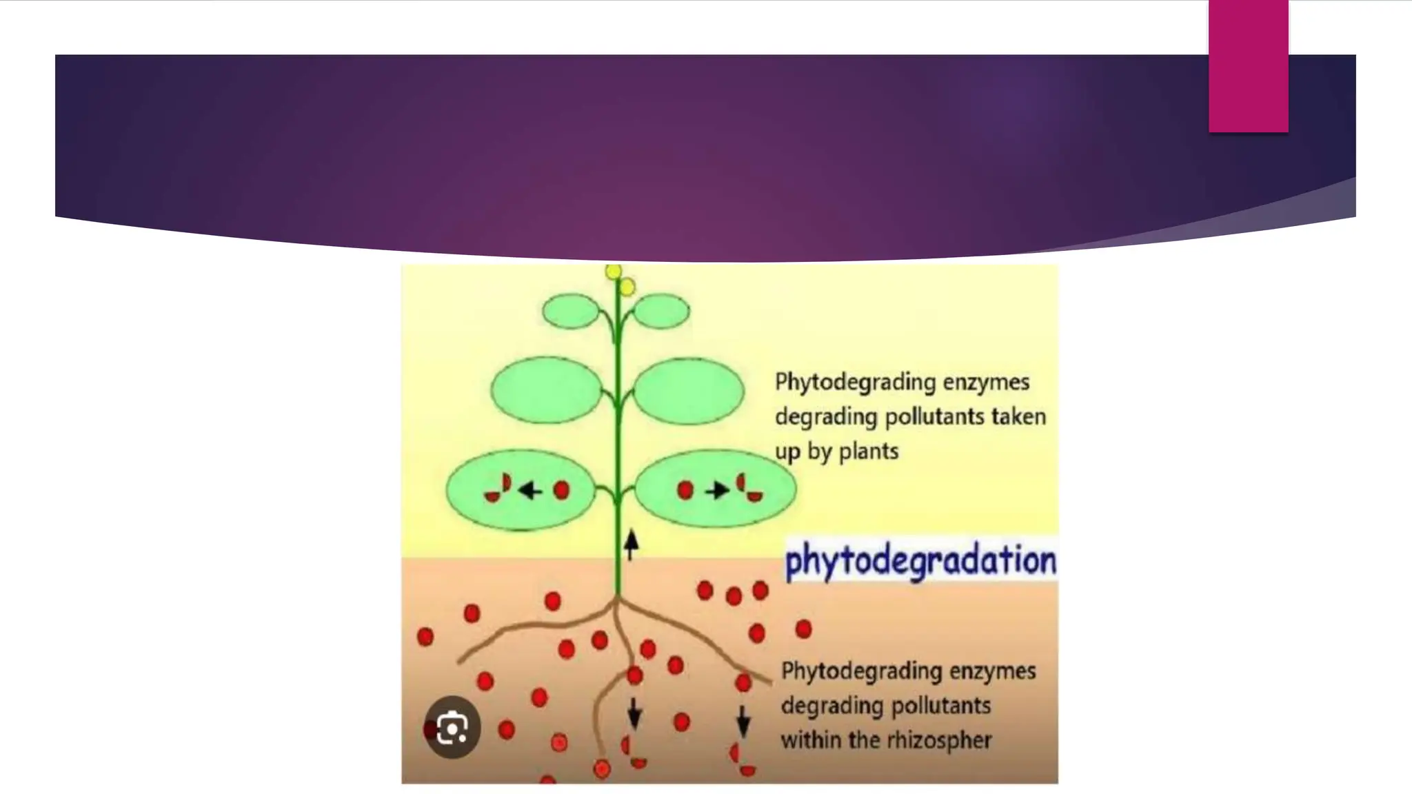 phytodegradation mechanisms and its application.pptx