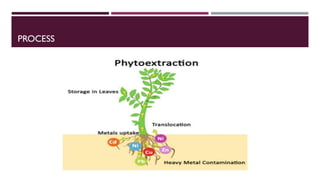 phytoexction and it's types and processes | PDF | Gardening | Home & Garden