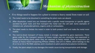 Phytoextraction of lead | PPTX