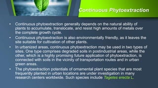 Phytoextraction of lead | PPTX