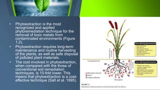 Phytoextraction
