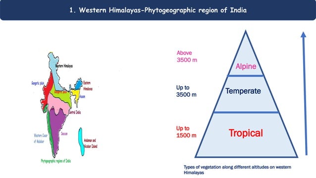 Phytogeographic regions of India. Or Floristic Zones of India pptx | PPTX