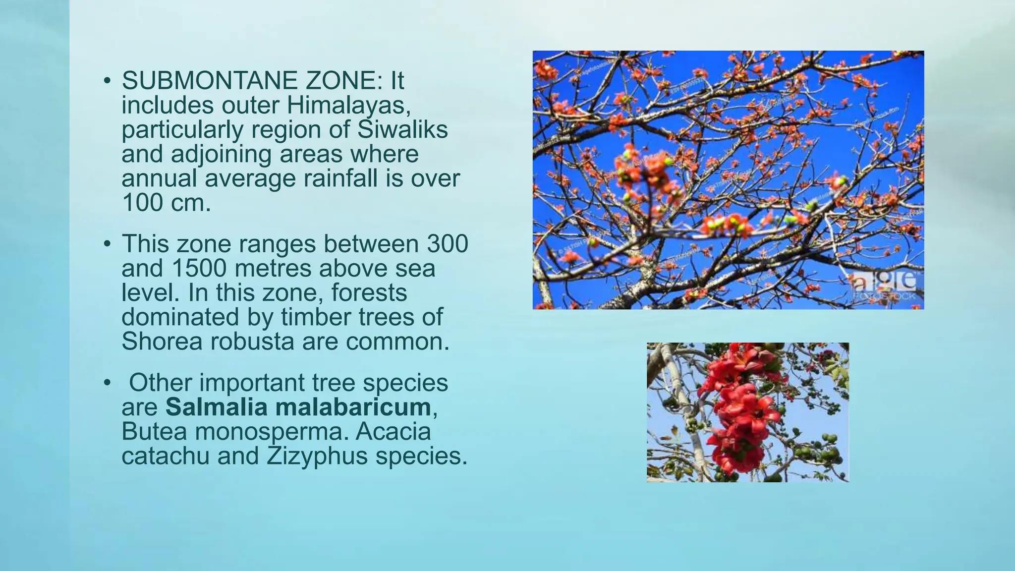 phytogeographic regions og india -22MBO025.pptx