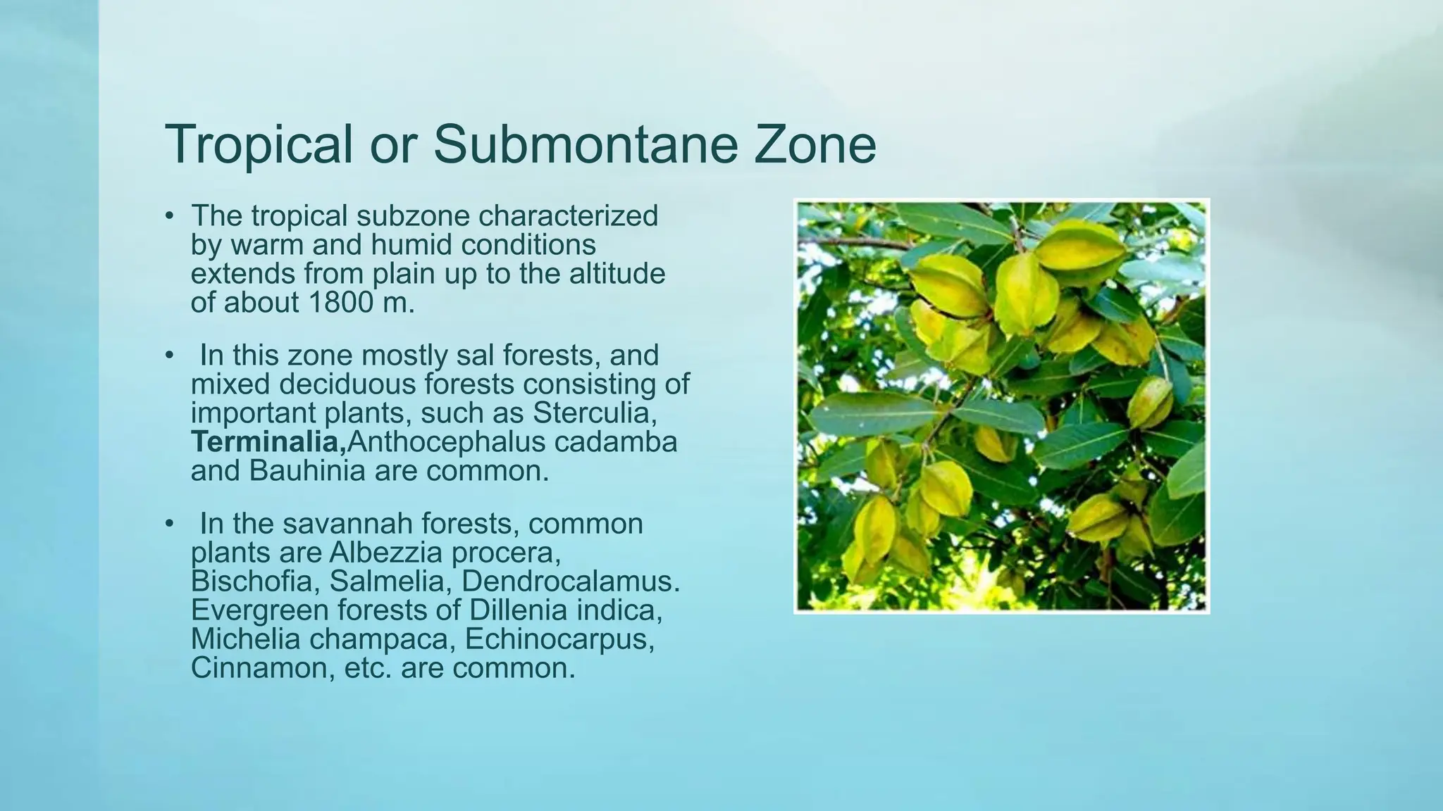 phytogeographic regions og india -22MBO025.pptx