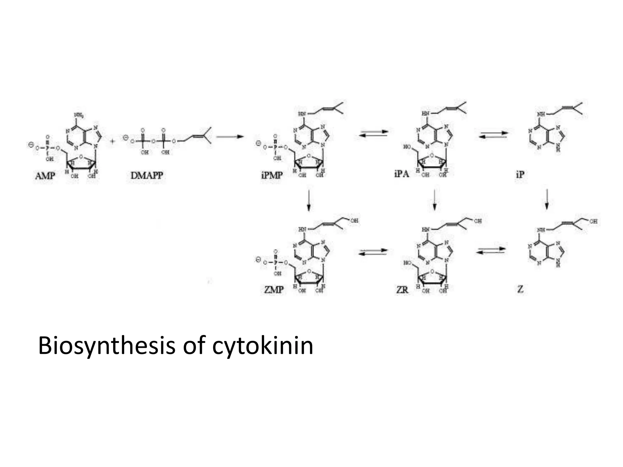 phytoHormones.pptx