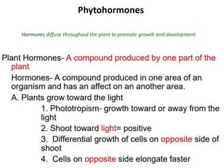 phytoHormones.pptx