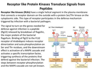 phytoHormones.pptx