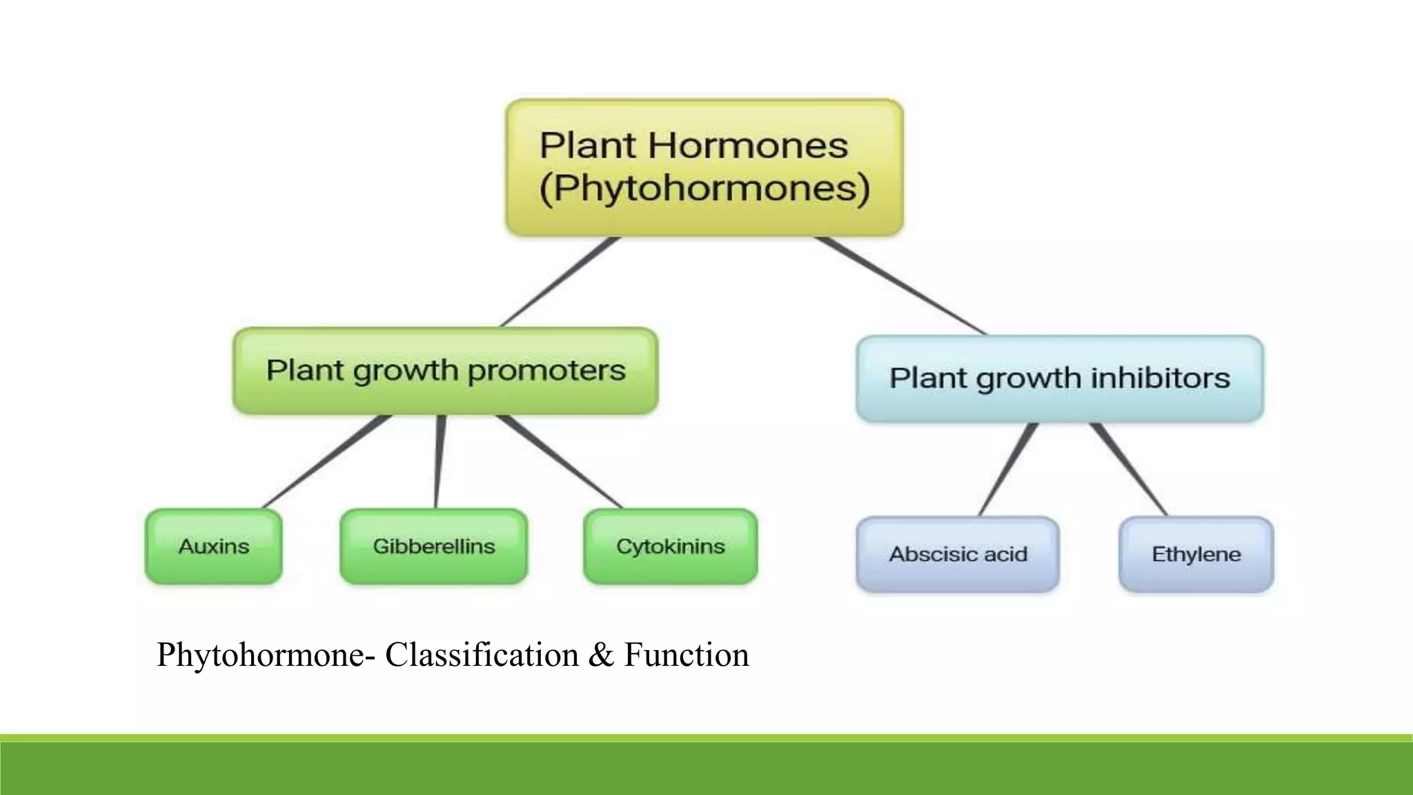 Phytohormones auxin & ethylene synthesis and effects | PPTX | Endocrine ...