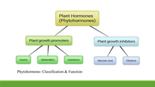 Phytohormones auxin & ethylene synthesis and effects | PPTX | Endocrine ...