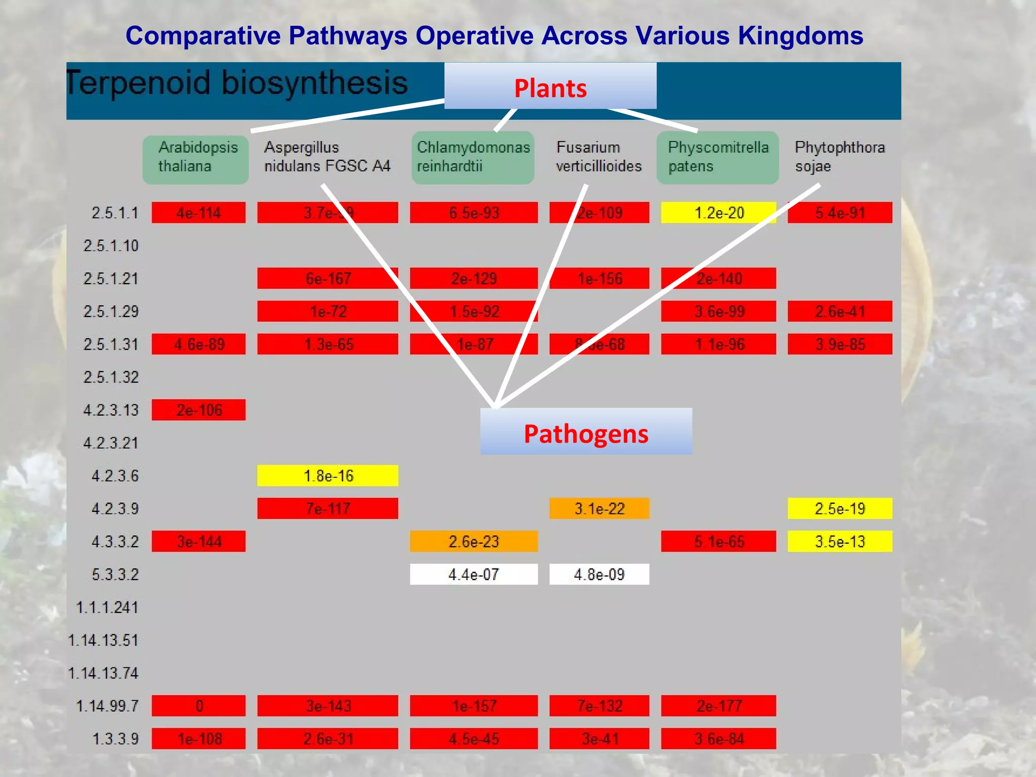 Metabolic Pathways & Phyto-patho Interactions: Clues to Targets for ...