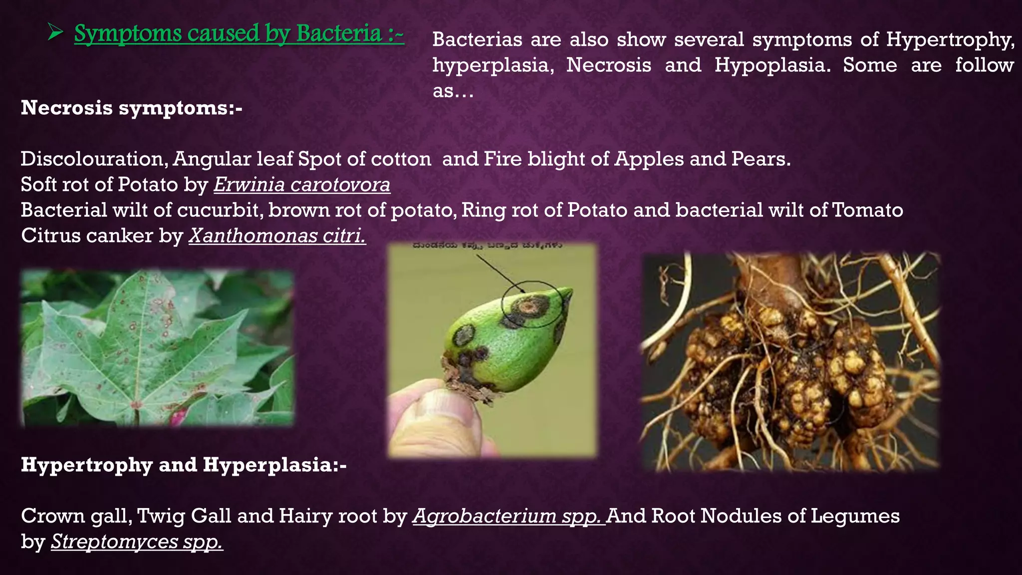 Phytopathology ( Factors for disease development and Symptoms of ...