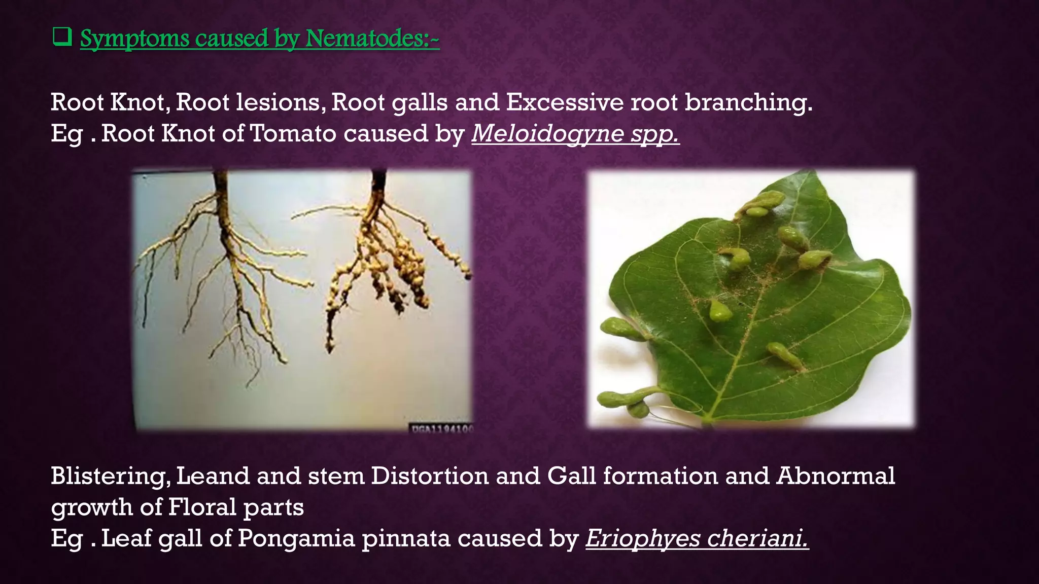 Phytopathology ( Factors for disease development and Symptoms of ...