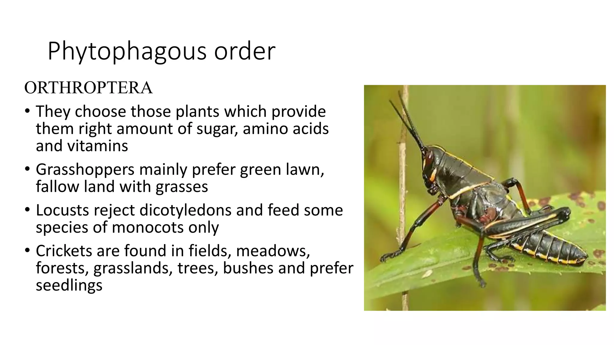 Phytophagous insect and their host finding mechanism | PPTX