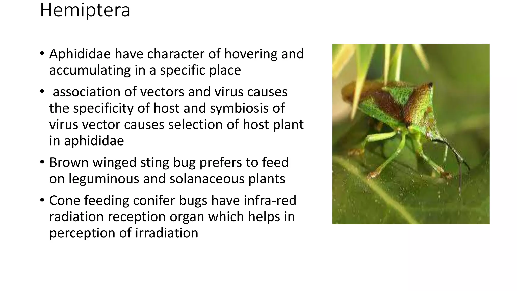 Phytophagous insect and their host finding mechanism | PPTX