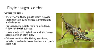 Phytophagous insect and their host finding mechanism | PPTX
