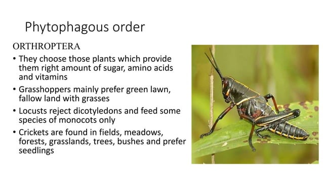 Phytophagous insect and their host finding mechanism | PPTX