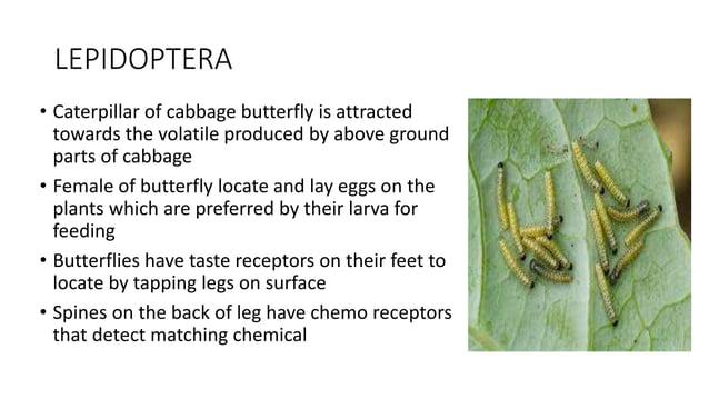 Phytophagous insect and their host finding mechanism | PPTX