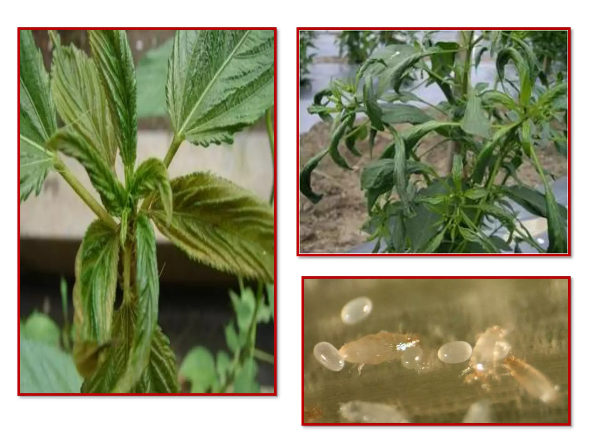 PHYTOPHAGOUS MITES AND BENEFICIAL MITES OF AGROECOSYSTEM.pptx