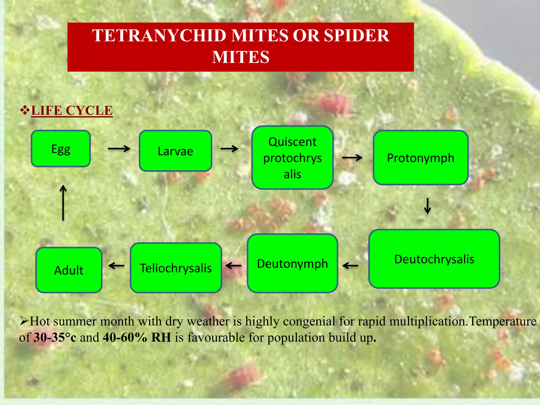 PHYTOPHAGOUS MITES AND BENEFICIAL MITES OF AGROECOSYSTEM.pptx