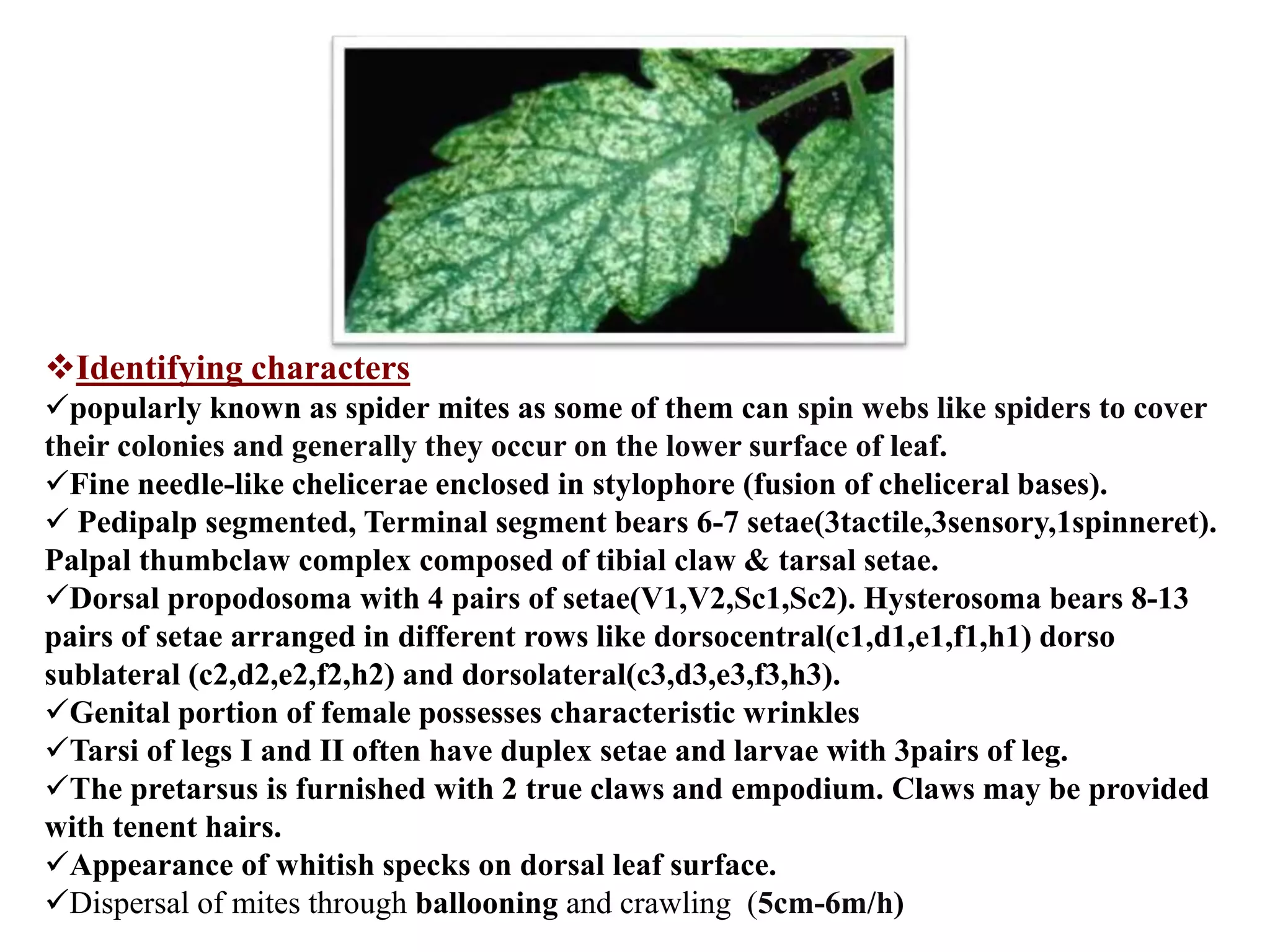 PHYTOPHAGOUS MITES AND BENEFICIAL MITES OF AGROECOSYSTEM.pptx