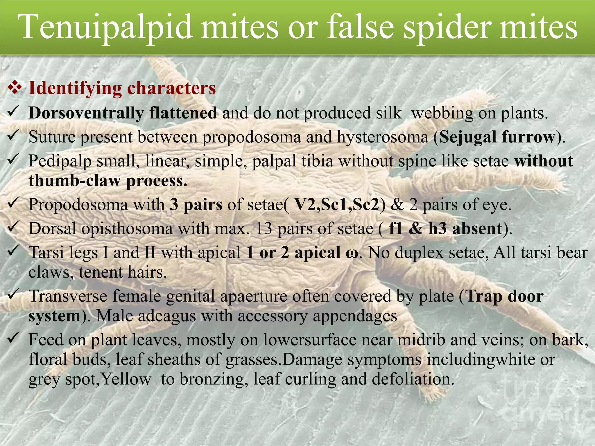 PHYTOPHAGOUS MITES AND BENEFICIAL MITES OF AGROECOSYSTEM.pptx