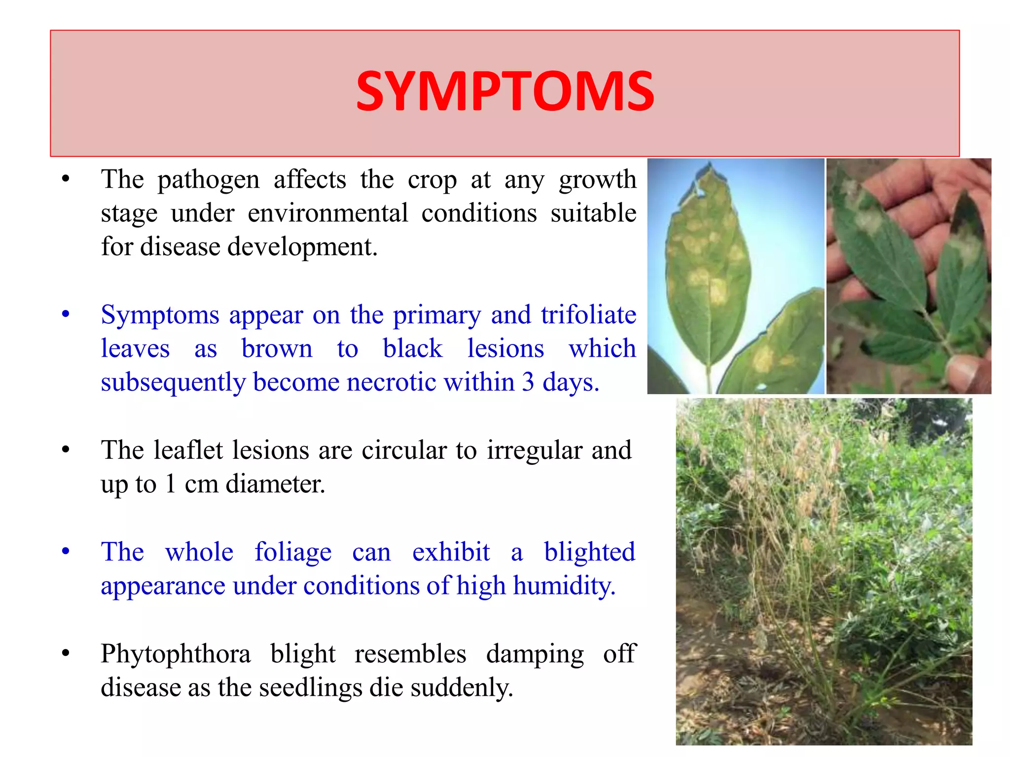 Phytophthora Blight of Pigeonpea-1.pptx