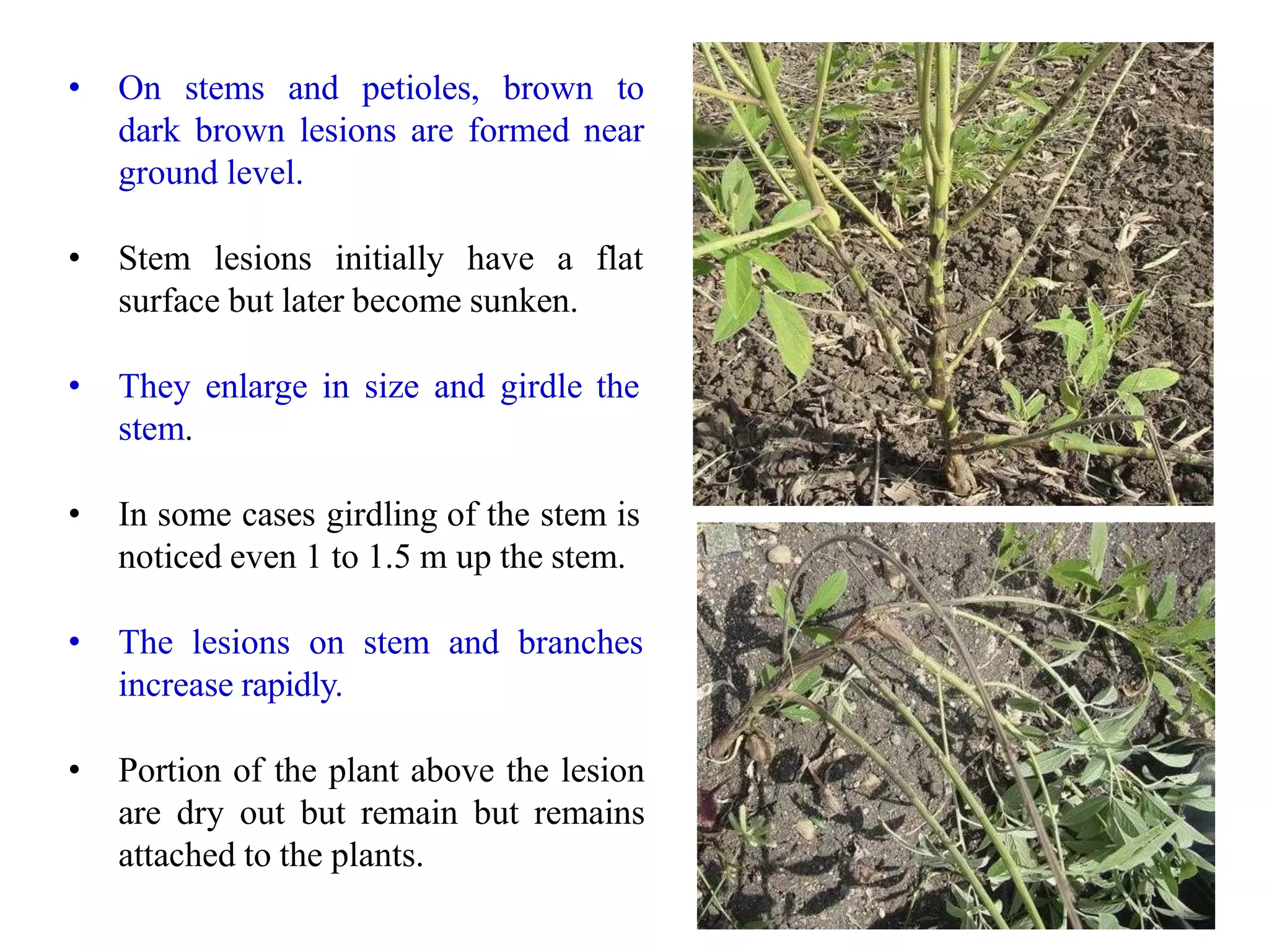 Phytophthora Blight of Pigeonpea-1.pptx