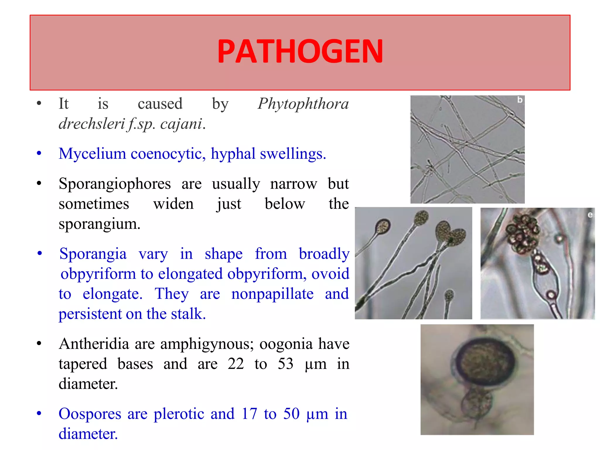 Phytophthora Blight of Pigeonpea-1.pptx