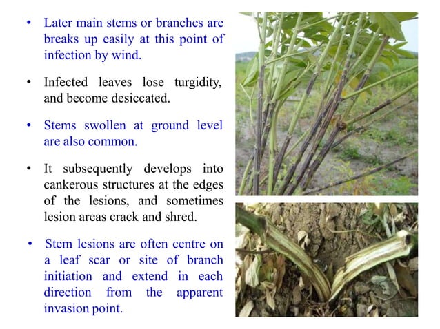 Phytophthora Blight of Pigeonpea-1.pptx