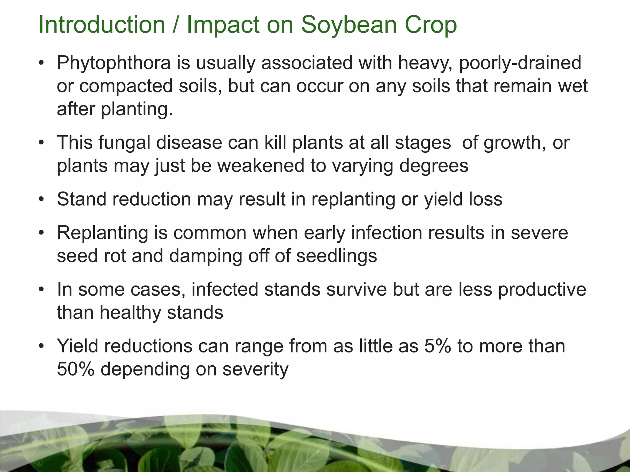 Managing Phytophthora Root & Stem Rot of Soybeans | PPTX