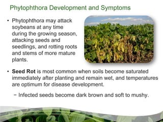 Managing Phytophthora Root & Stem Rot of Soybeans | PPTX