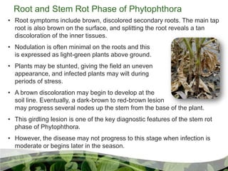 Managing Phytophthora Root & Stem Rot of Soybeans | PPTX