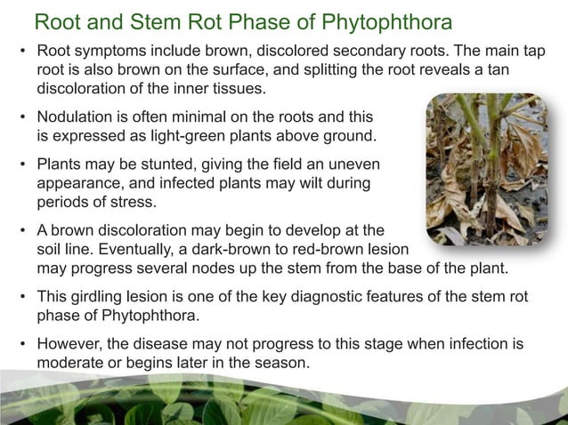 Managing Phytophthora Root & Stem Rot of Soybeans | PPTX