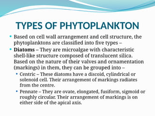 phytoplankton carbon absorbed 60 percent | PPT