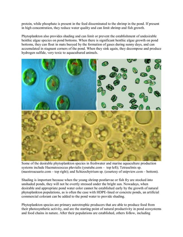 Phytoplankton In Aquaculture Ponds Friends Or Foes