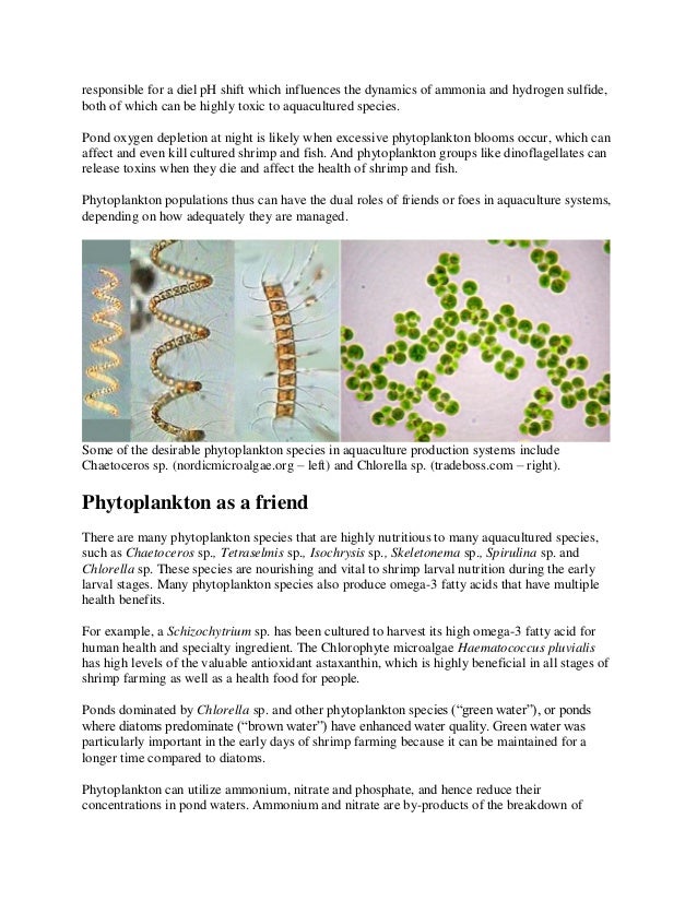 Phytoplankton In Aquaculture Ponds Friends Or Foes