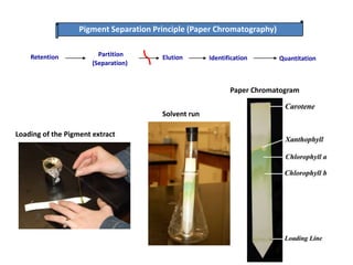 Phytoplankton pigment | PPTX
