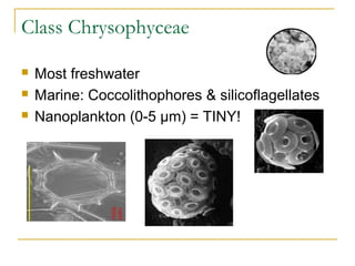 marine biotechnology - phytoplanktons | PPT | Geography | Science
