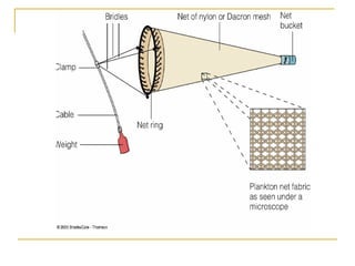 Plankton Net Diagram