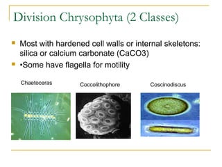 marine biotechnology - phytoplanktons | PPT