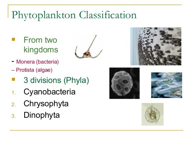 Marine Phytoplankton Species