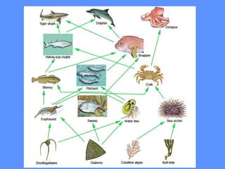 Phytoplankton,zoooplankton,benthos,fish relationship | PPT